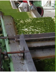 PERIA KARAMALAI TEA ESTATE – KV KRISHNARAJ & ASSOCIATES
